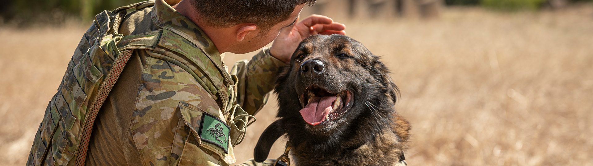 Commemorating the bravery of animals this National Day for War Animals ...